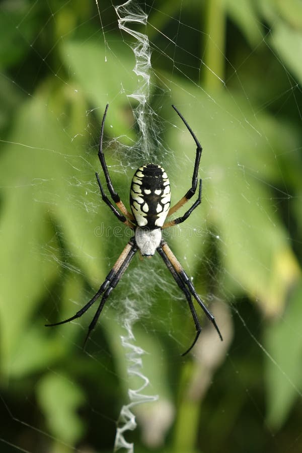 Garden Spider on Web Vertical Stock Image - Image of gerdens, spiders ...