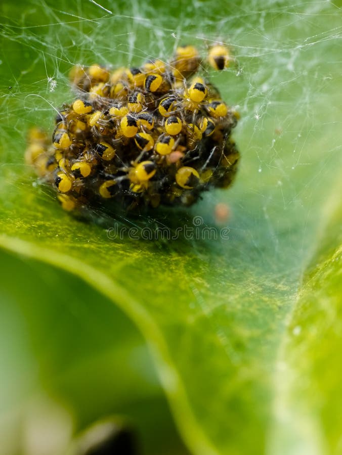 A Garden Spiders Nest of Spiderlings Stock Image - Image of spiderlings ...