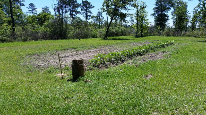 Garden Spot stock photo. Image of spot, plant, dirt - 121735620