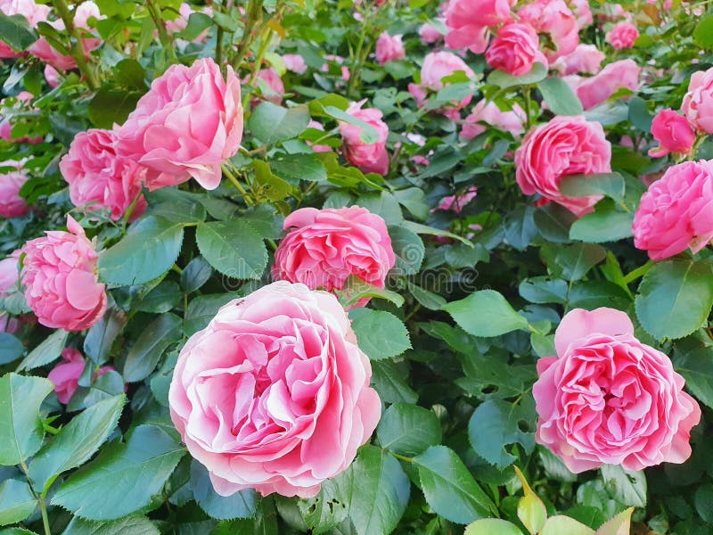Garden Spray Pink Roses a Lot. Close-up Stock Image - Image of double ...
