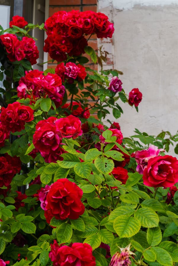 Garden Spray Red Rose. Beautiful Bright Red Roses in the Garden Stock ...