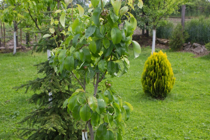 Garden in spring stock photo. Image of countryside, full - 80763634