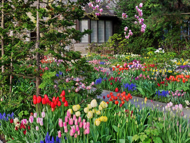 Garden with spring flowers stock photo. Image of hyacinth - 4283040