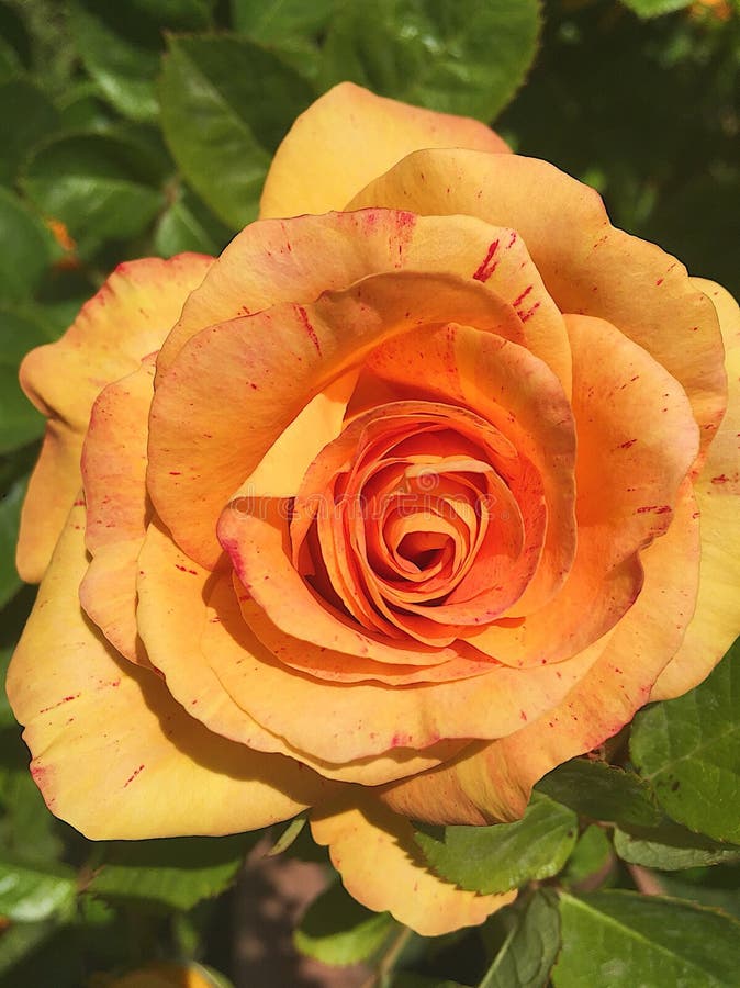 Flowers stock photo. Image of spring, rose, nature, summer - 115649802