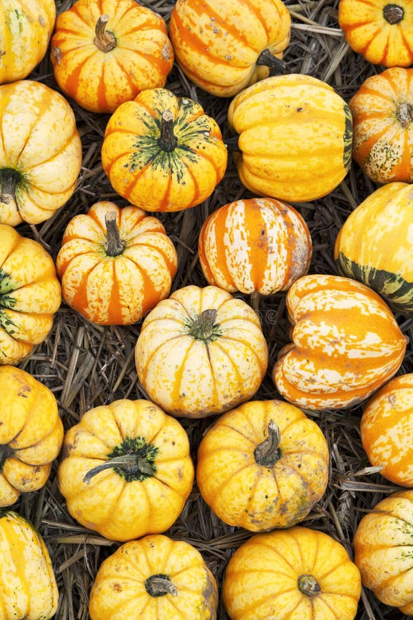 Garden squashes background stock photo. Image of garden - 21532650