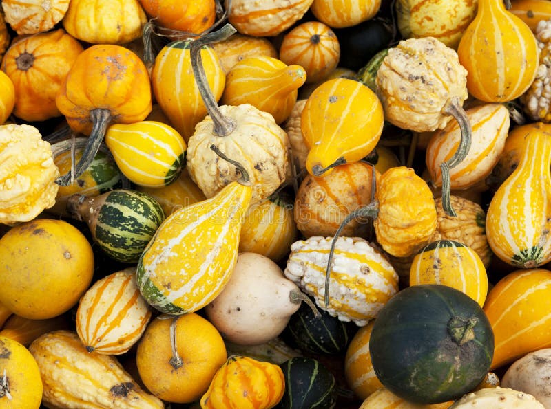 Garden squashes background stock image. Image of fruit - 21532697