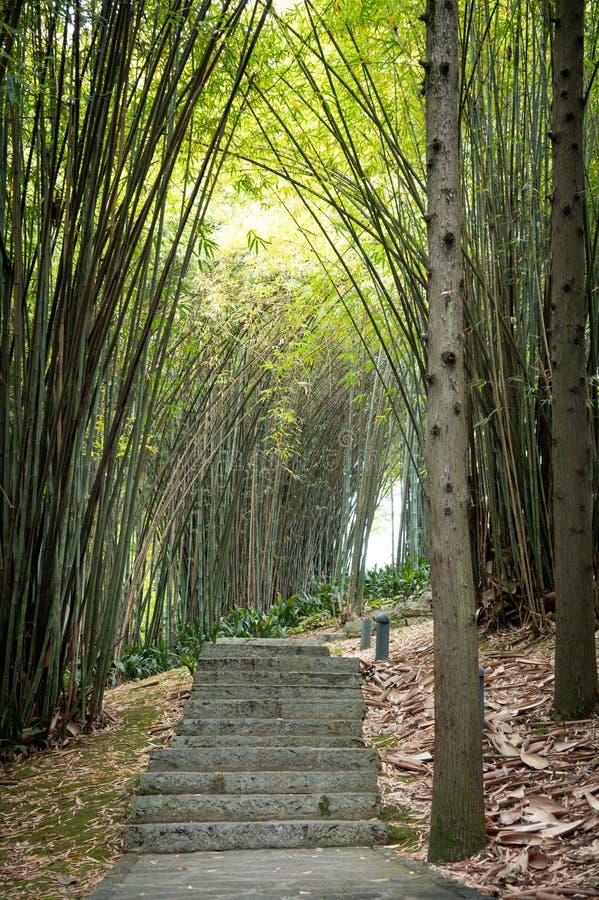 Garden stone step path stock image. Image of trees, perspective - 299967145