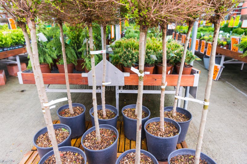 Garden store stock photo. Image of centre, cultivation - 39851538