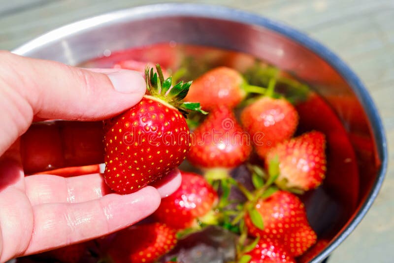 Garden Strawberries Washed in Water after Harvesting Stock Image ...