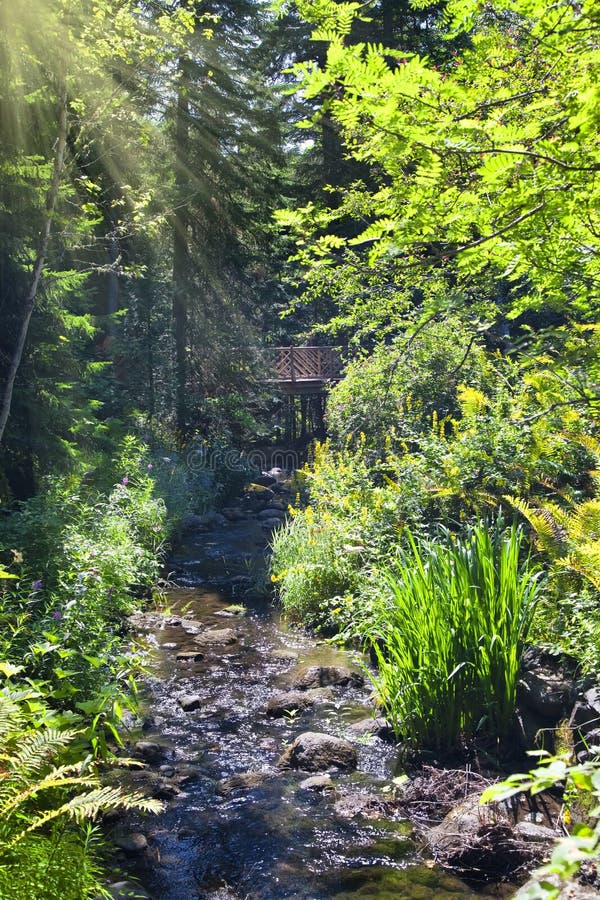 Garden Stream stock photo. Image of conifer, tree, water - 24612096