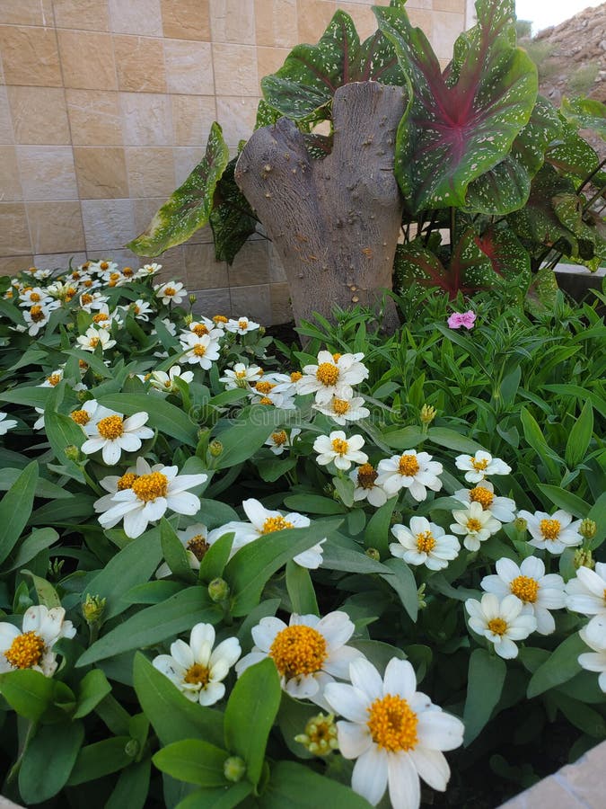 Garden Summer Flowers, Oman Stock Image - Image of wildflower, yard ...
