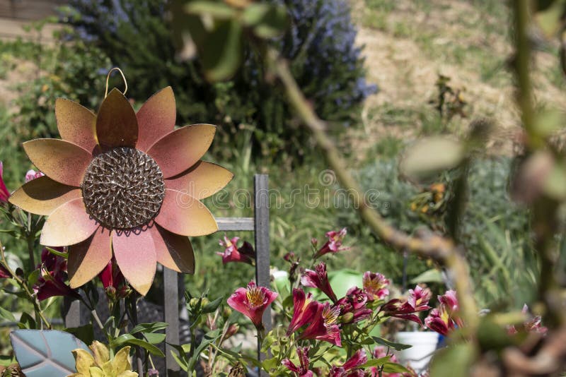 Garden sunflower March stock photo. Image of spring - 144296000