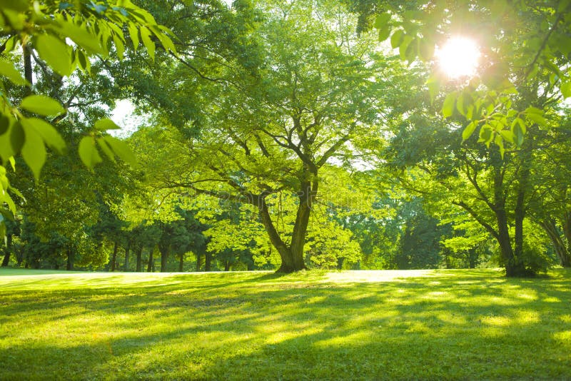 Garden sunlight stock image. Image of flower, autumn - 263497977