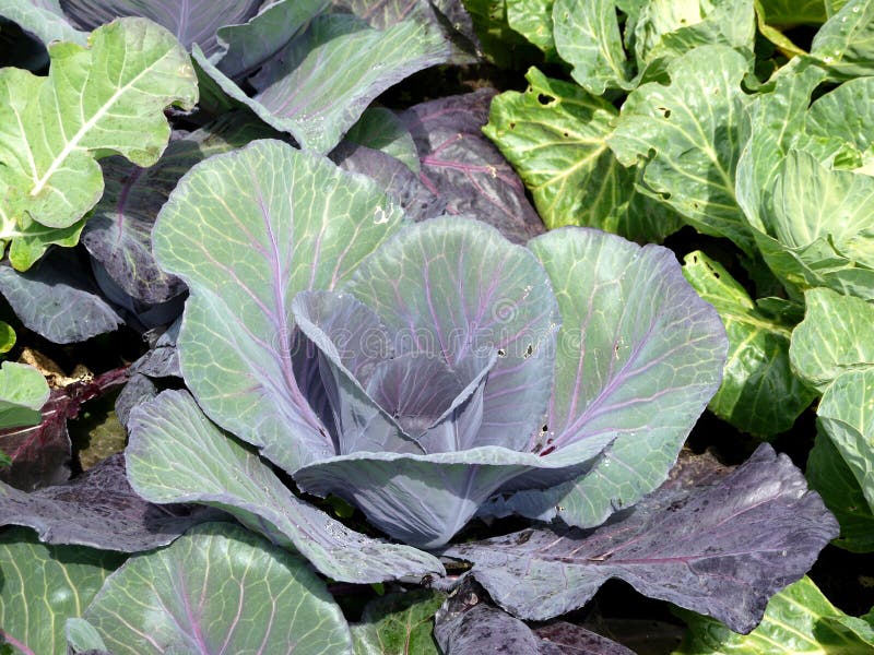 Vegetable Garden: Sunlit Red Cabbage Stock Photo - Image of green, grow ...