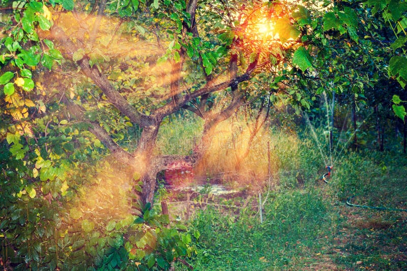 The garden at sunset stock photo. Image of magic, hose - 63684540