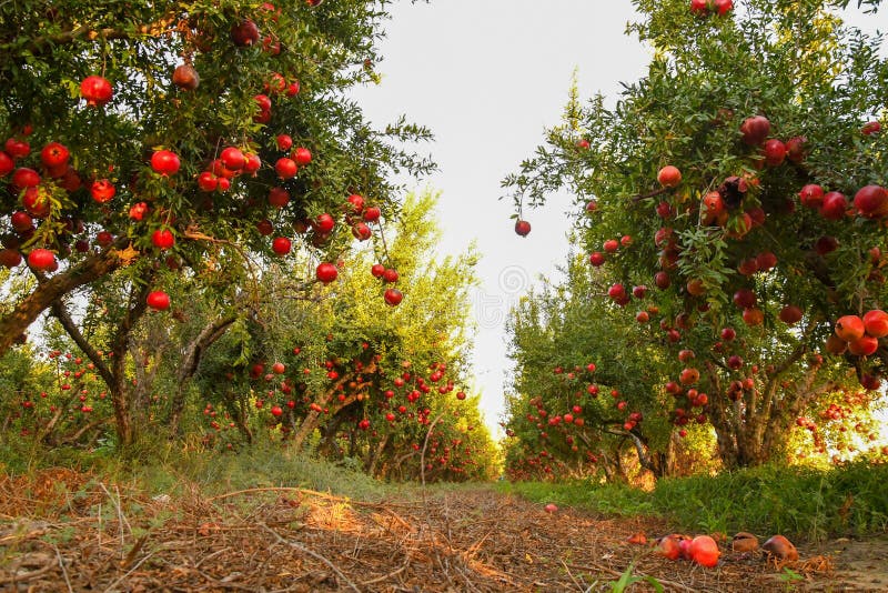 Garden Surrounded by Dense Pomegranate Trees Stock Image - Image of ...