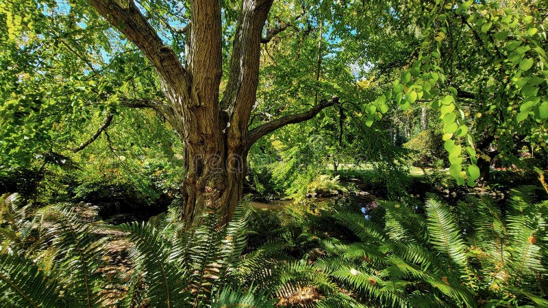 Garden Surrounded by Trees and Plants Stock Image - Image of leaf ...