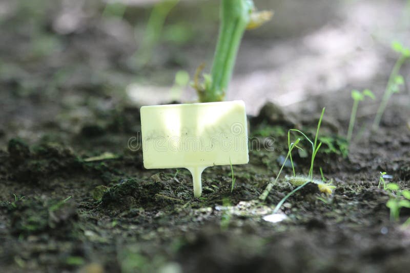 Garden tag on the ground. stock photo. Image of garden - 97276532