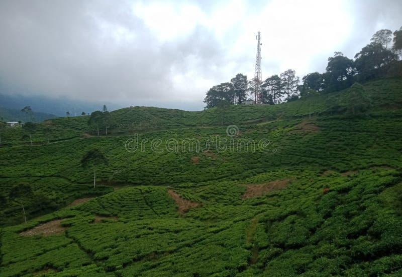 Garden Tea at Puncak Bogor West Java Stock Photo - Image of java ...