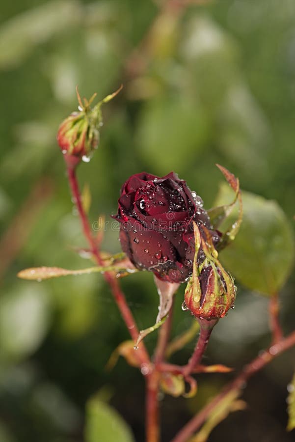 Deep Red Rose Flower with Dew Drops Stock Image - Image of freshness ...