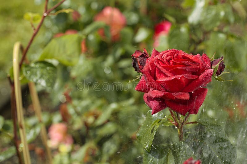 Deep Red Rose Flower with Dew Drops Stock Image - Image of freshness ...