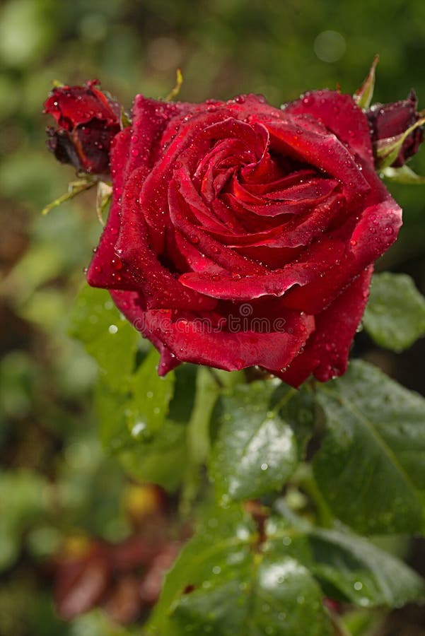 Deep Red Rose Flower with Dew Drops Stock Image - Image of freshness ...