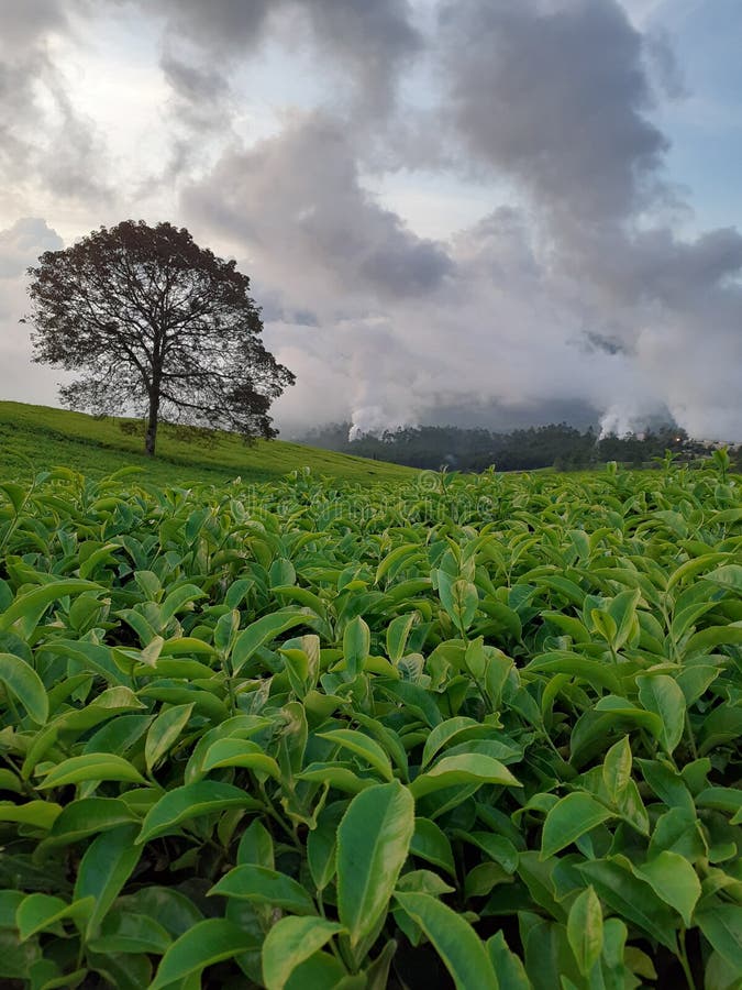 Garden Tea at Wayang Windu West Java Stock Photo - Image of west, windu ...