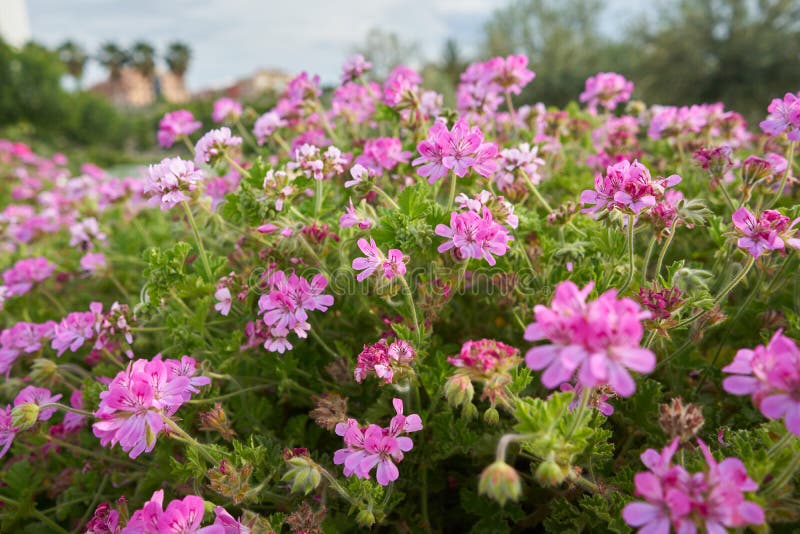 Garden Texture with Pink Flowers in Spring Stock Image - Image of drop ...