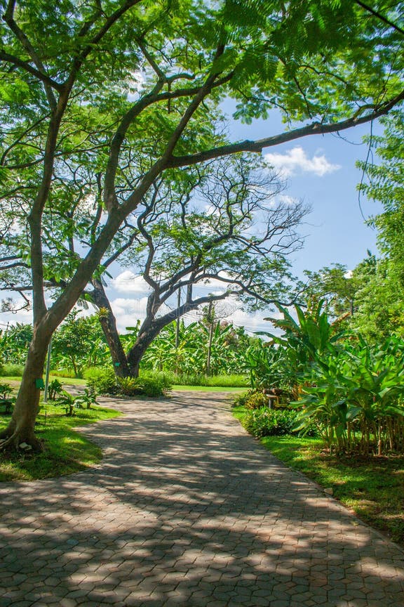Garden stock image. Image of estate, spring, grove, plantation - 46780695
