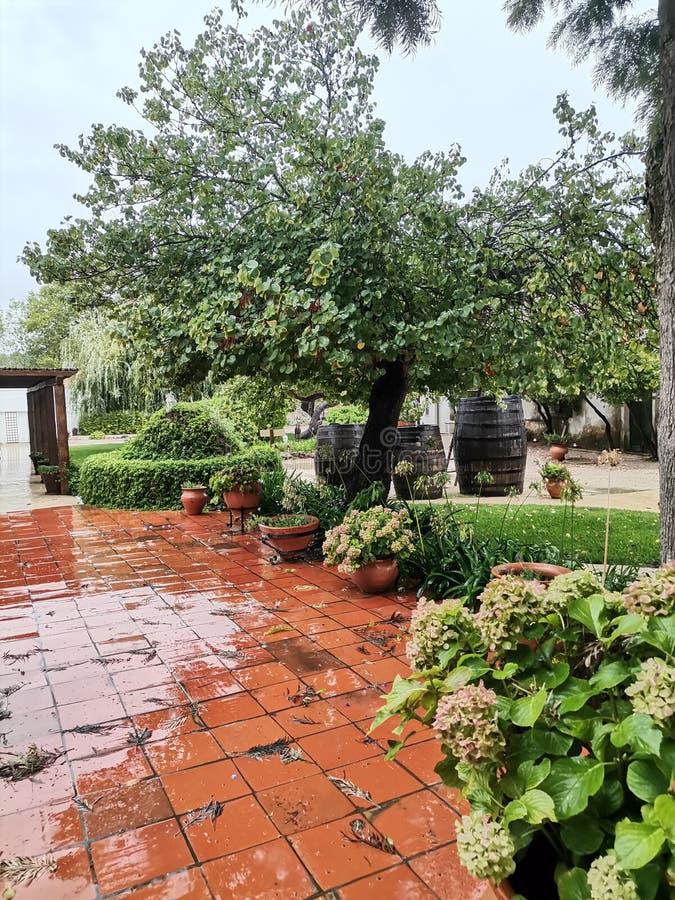 Garden Three Raining Outside Stock Photo - Image of cottage, outside ...