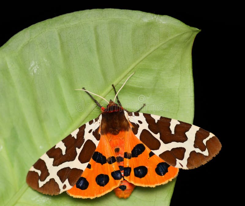 Garden Tiger stock photo. Image of critter, insect, wildlife - 8491538