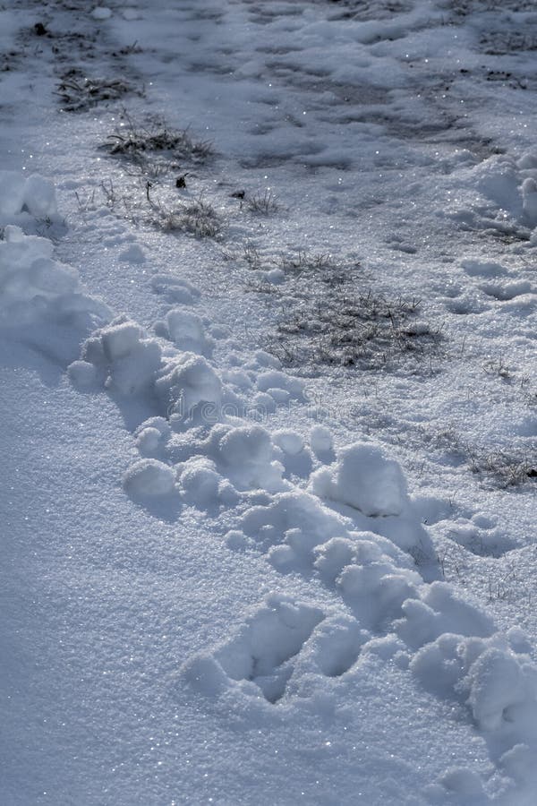 Path in the snow stock photo. Image of seasonal, frosty - 145170688
