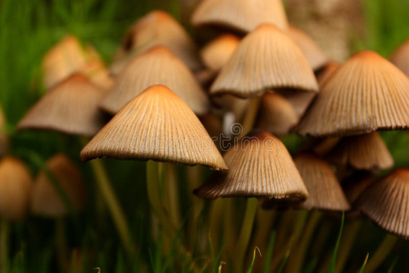 Garden Toadstools stock image. Image of green, toadstools - 40717169