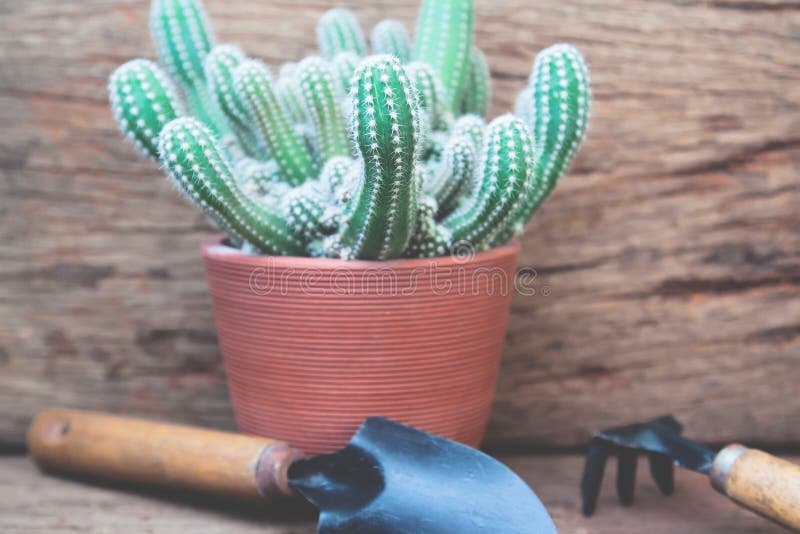 Garden Tools and Cactus Plant on the Terrace in the Garden, Garden ...