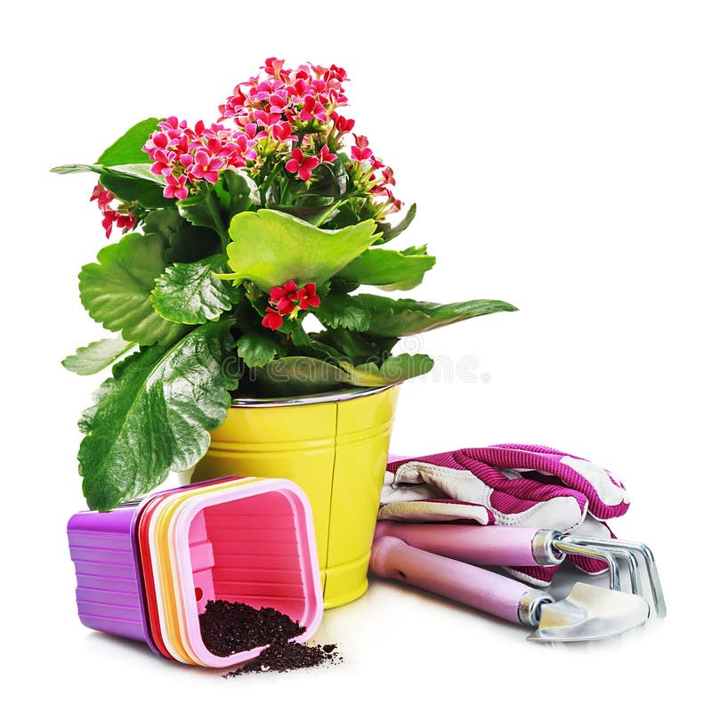 Garden Tools with Flowers Isolated Stock Photo - Image of nature ...