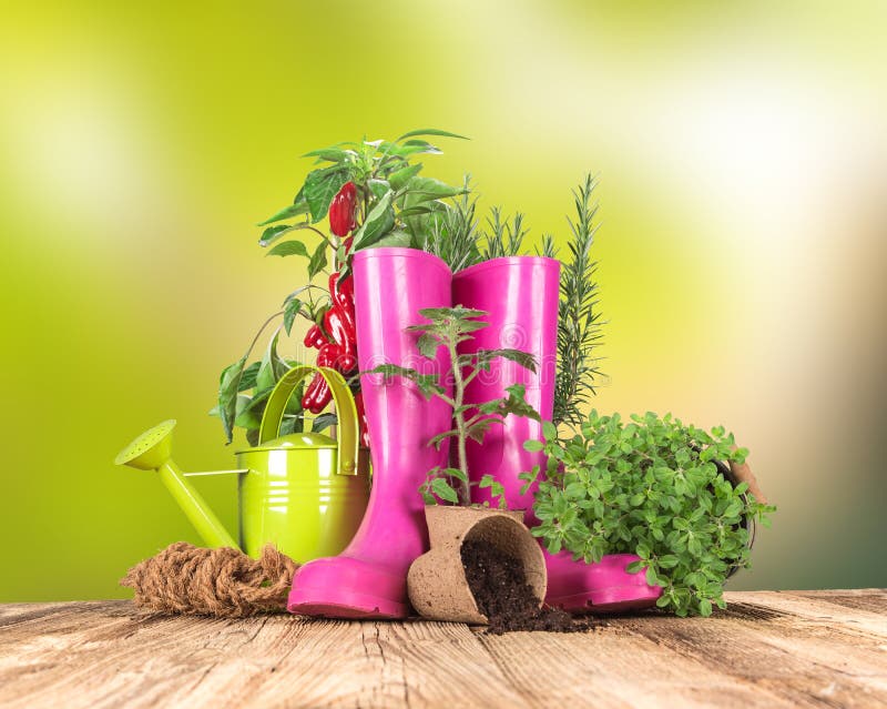 Garden Tools with Fresh Plants Stock Image - Image of botany, equipment ...