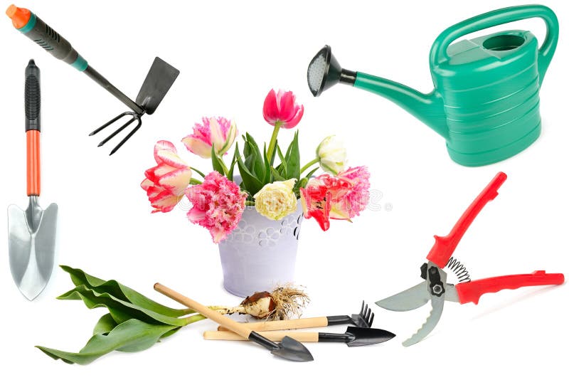 Garden Tools for Planting and Growing Tulips Isolated on a White ...