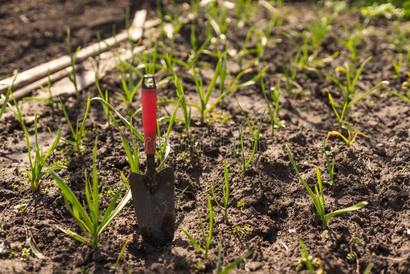Garden Tools in Soil, Gardening Stock Image - Image of rustic, worker ...