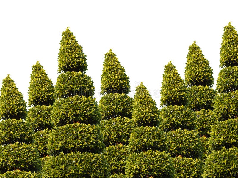 Garden Tree stock image. Image of branch, outdoors, space - 17498429