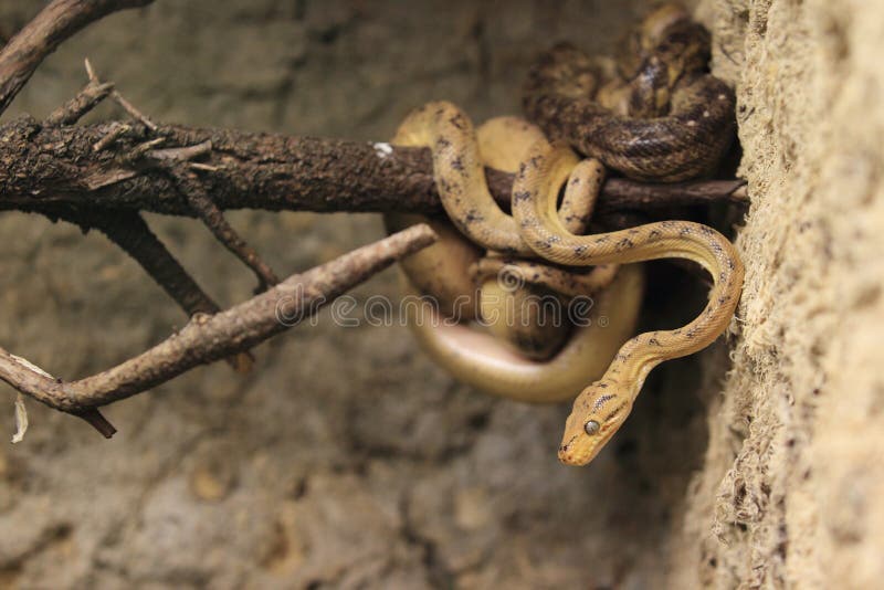 Garden tree boa stock photo. Image of reptile, common - 34930030