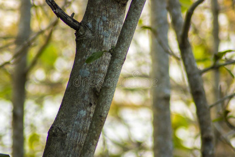 Garden Tree Branch Jungle Plant Stock Image - Image of jungle, forest ...