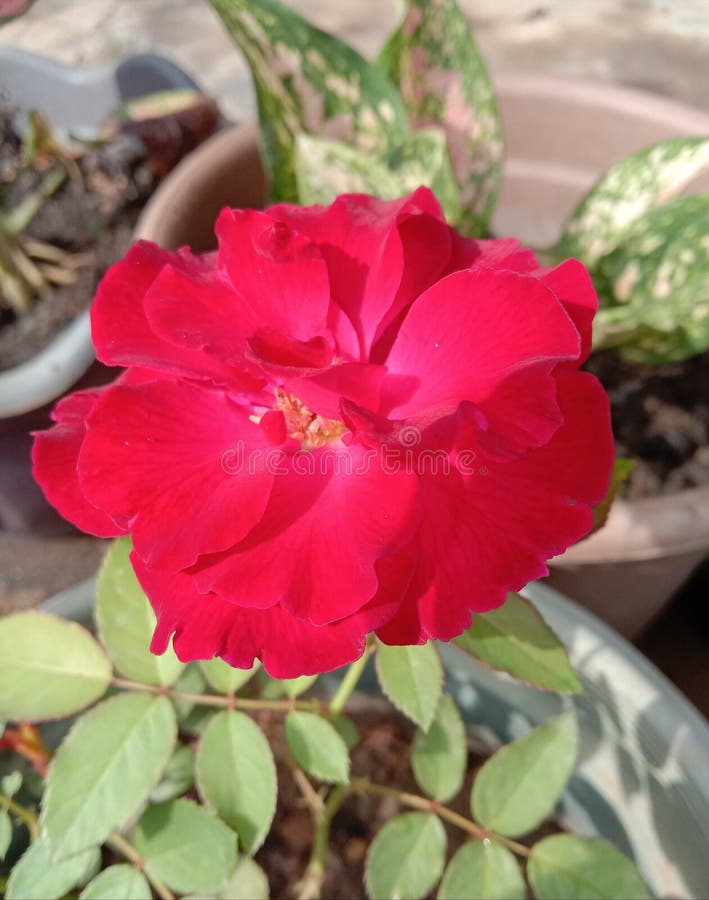 Garden Tree Flower Natural Rose Stock Image - Image of rose, natural ...