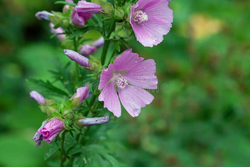 Garden Tree-mallow, Malva Thuringiaca Stock Image - Image of beautiful ...
