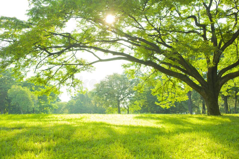 Sunshine tree stock photo. Image of landscape, meadow - 263999896