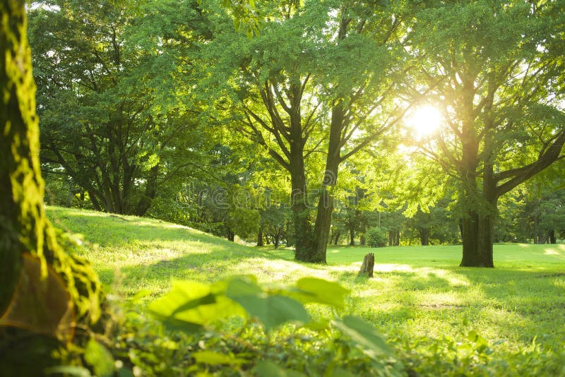 Tree sunlight stock image. Image of large, autumn, grove - 263498073
