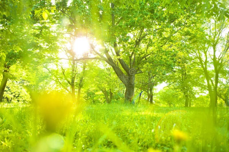 Tree sunlight stock image. Image of large, woodland - 263498305