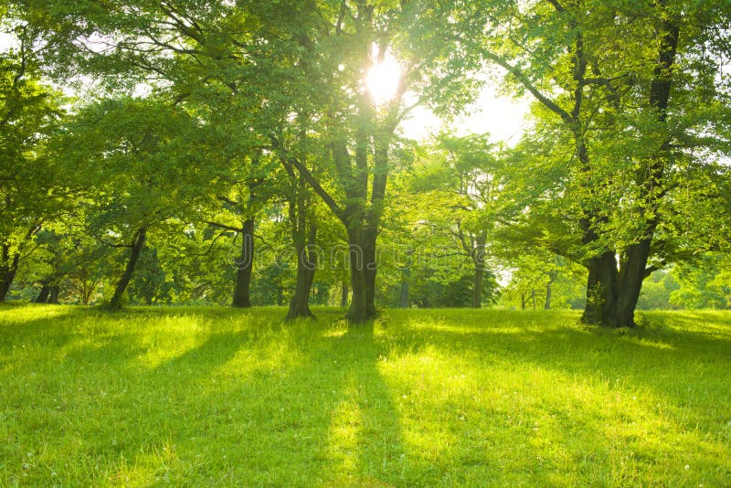 Tree sunlight stock image. Image of large, woodland - 263498305