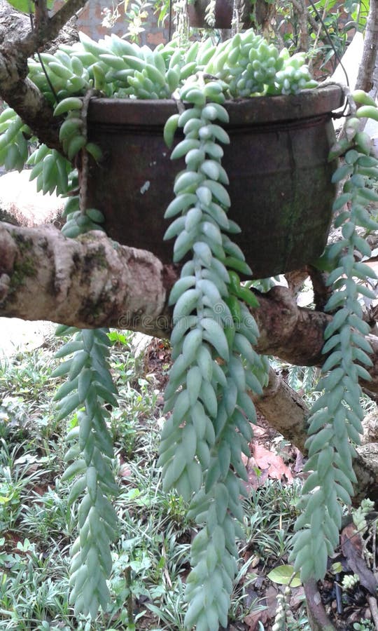 Garden tree stock photo. Image of tree, patok, plant - 80070228