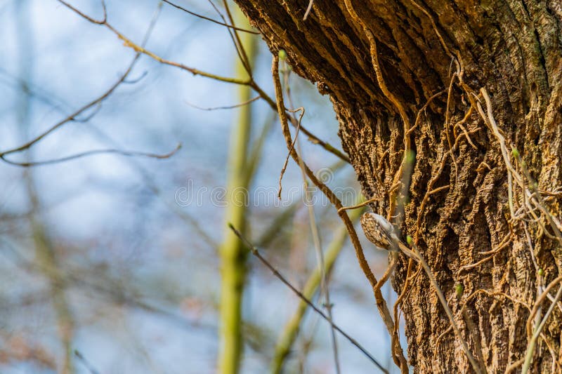 A Garden Tree Runner is Well Camouflaged and is Walking on a Tree Trunk ...