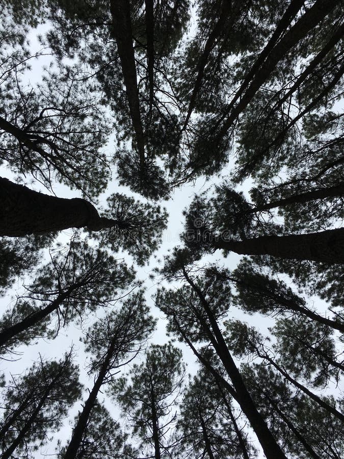 Trees and forest stock image. Image of trees, tree, cool - 250691917